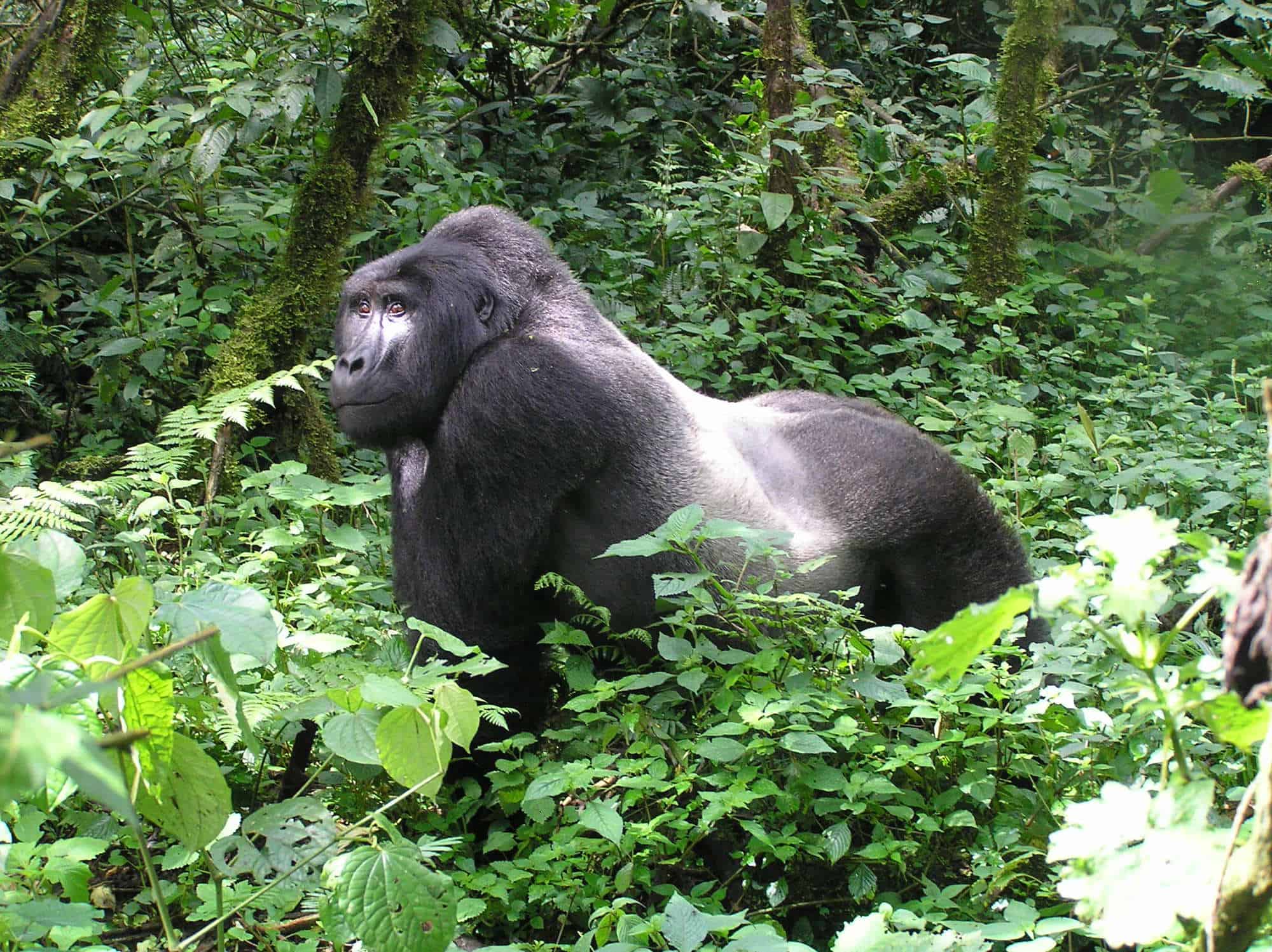 Uganda bespoke travel | Wild & Exotic