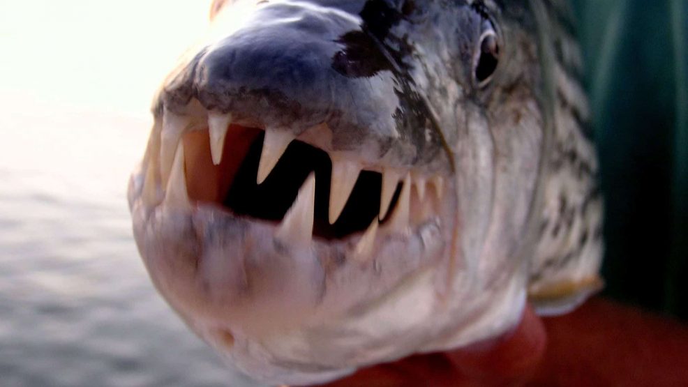 Zambia – Tiger fishing on the Zambezi | Wild & Exotic